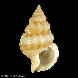 Shell Encyclopedia - Conchological MegaDatabase Iconographic Overview ...