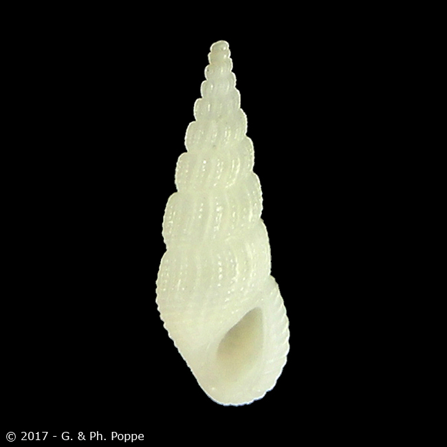 Shell Encyclopedia - Worms Details | Conchology | Conchology