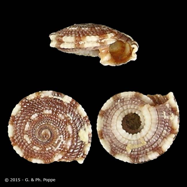 Shell Encyclopedia - Conchological MegaDatabase Iconographic Overview on Mollusks ...
