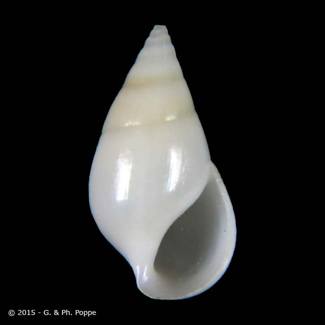 Featured Shells For Sale | Conchology
