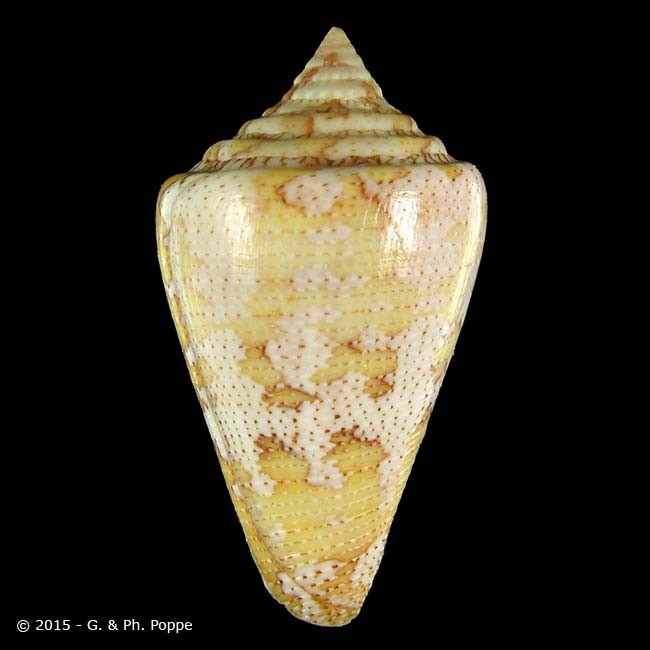 Shell Encyclopedia - Worms Details | Conchology | Conchology