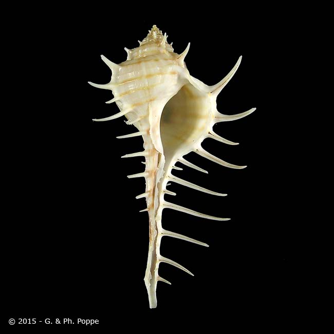 Shell Encyclopedia - Worms Details | Conchology | Conchology