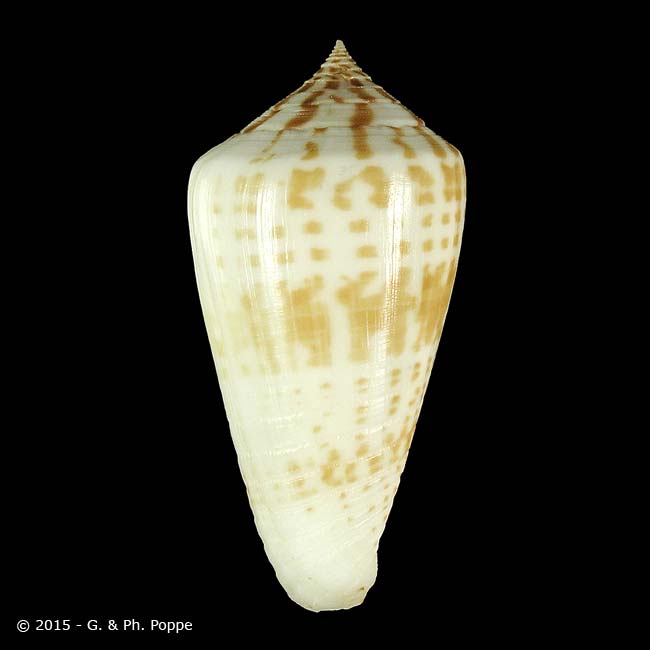 Shell Encyclopedia - Conchological MegaDatabase Iconographic Overview ...