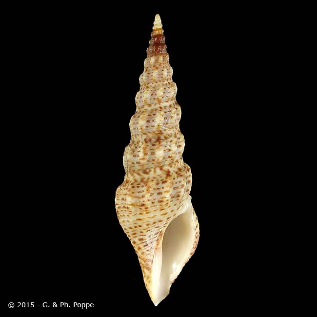 Shell Encyclopedia - Conchological MegaDatabase Iconographic Overview on Mollusks ...