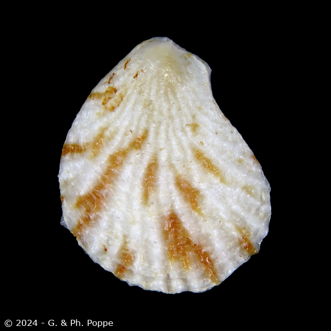 PLICATULIDAE for Sale | Conchology