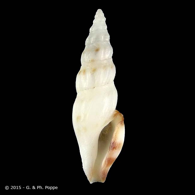 Shell Encyclopedia - Conchological MegaDatabase Iconographic Overview on Mollusks ...