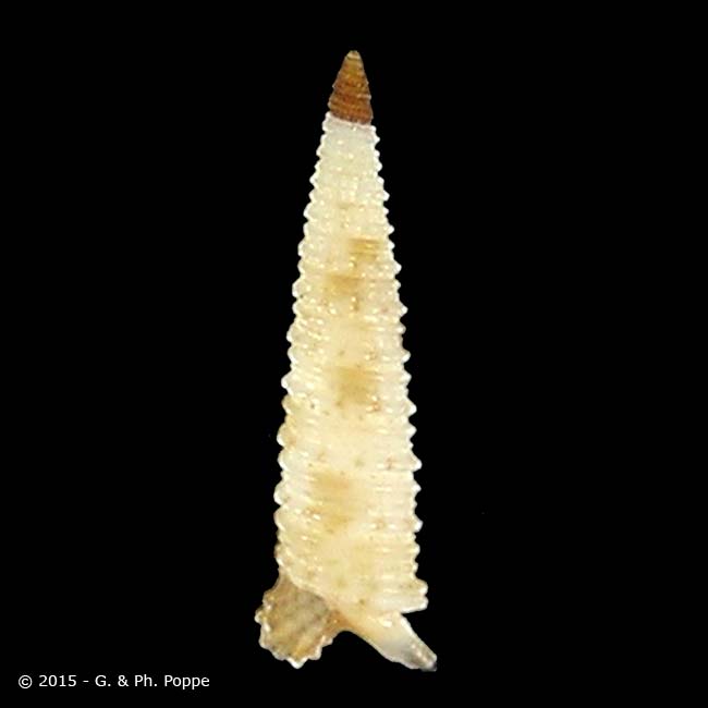 Shell Encyclopedia - Conchological MegaDatabase Iconographic Overview on Mollusks ...