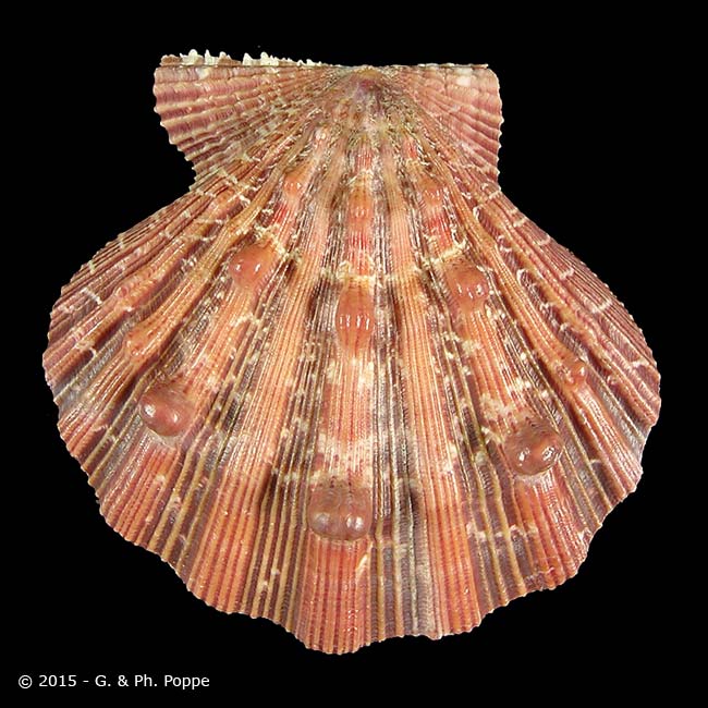 Shell Encyclopedia - Conchological MegaDatabase Iconographic Overview ...