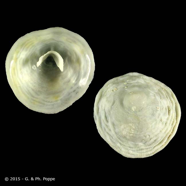 Shell Encyclopedia - Conchological MegaDatabase Iconographic Overview ...