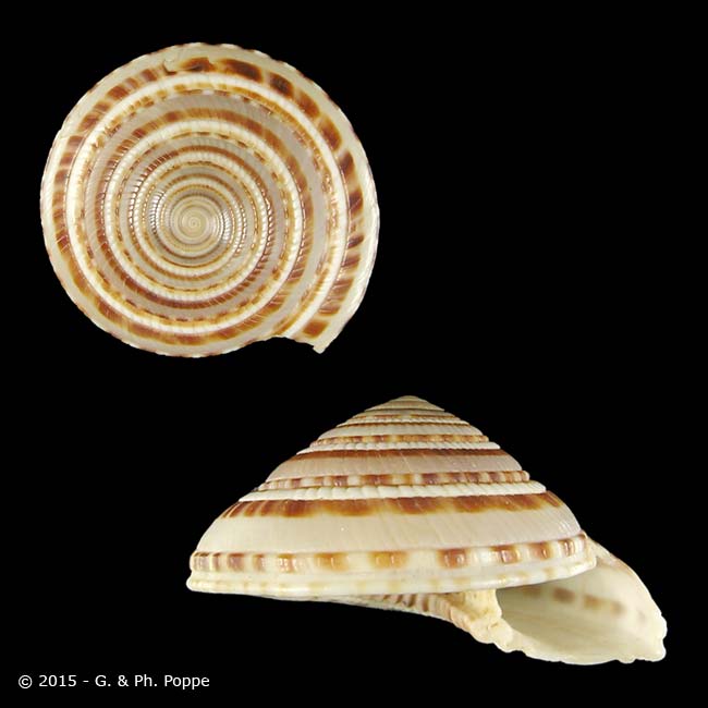 Shell Encyclopedia - Conchological MegaDatabase Iconographic Overview ...