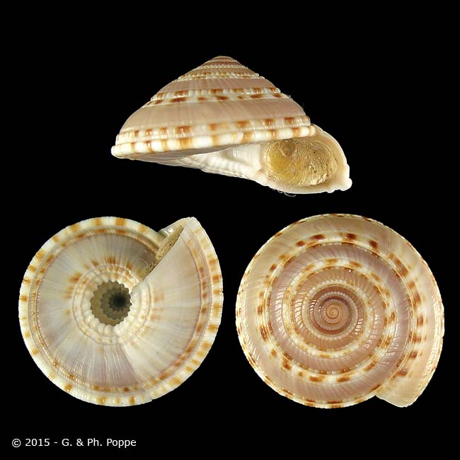 Shell Encyclopedia - Worms Details | Conchology | Conchology