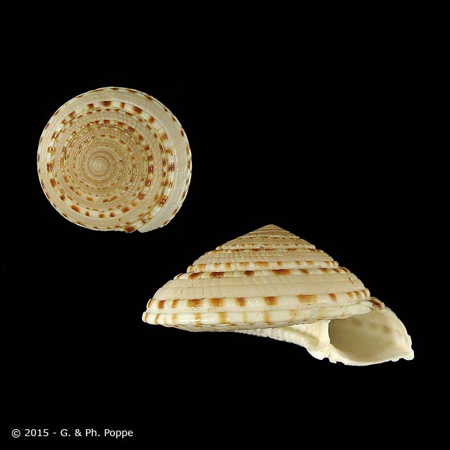 Shell Encyclopedia - Conchological MegaDatabase Iconographic Overview on Mollusks ...