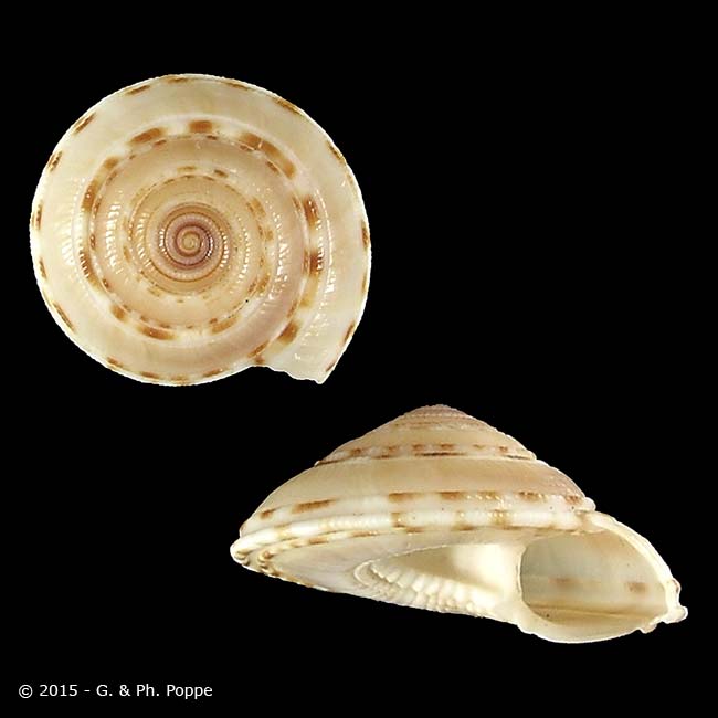 Shell Encyclopedia - Worms Details | Conchology | Conchology