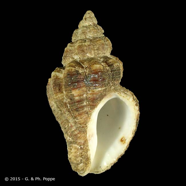 Shell Encyclopedia - Worms Details | Conchology | Conchology