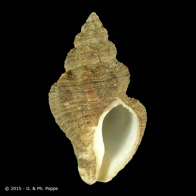 Shell Encyclopedia - Worms Details | Conchology | Conchology