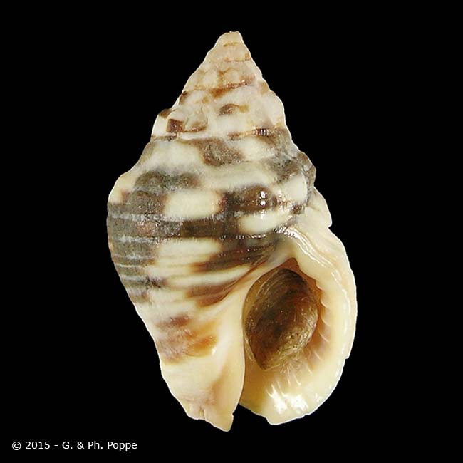 Shell Encyclopedia - Worms Details | Conchology | Conchology