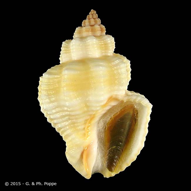 Shell Encyclopedia - Worms Details | Conchology | Conchology