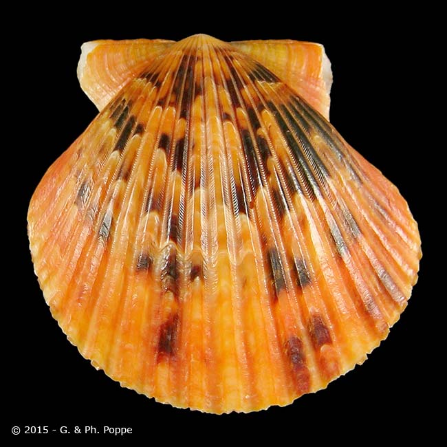 Shell Encyclopedia - Worms Details | Conchology | Conchology