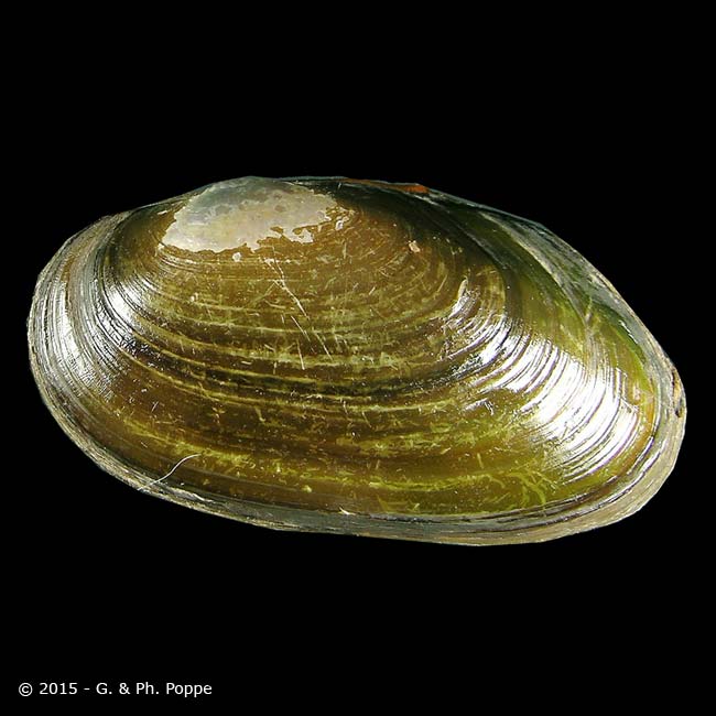 Hyriidae - Alchetron, The Free Social Encyclopedia