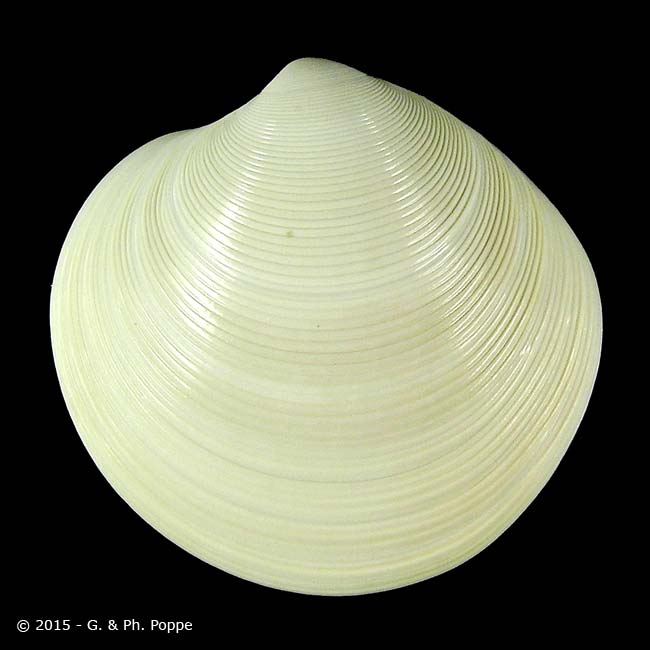 Shell Encyclopedia - Worms Details | Conchology | Conchology