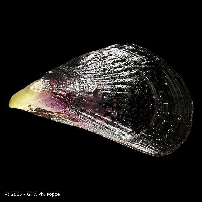 Shell Encyclopedia - Conchological MegaDatabase Iconographic Overview ...