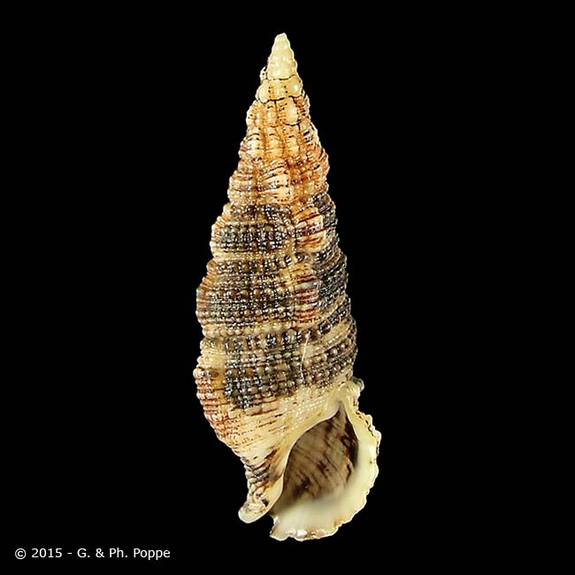 Shell Encyclopedia - Worms Details | Conchology | Conchology