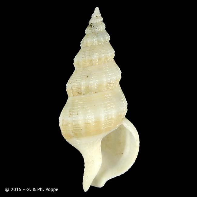 Shell Encyclopedia - Conchological MegaDatabase Iconographic Overview on Mollusks ...