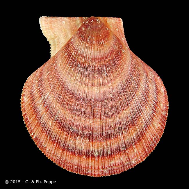 Chlamys Shell