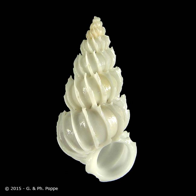 Shell Encyclopedia - Conchological MegaDatabase Iconographic Overview ...