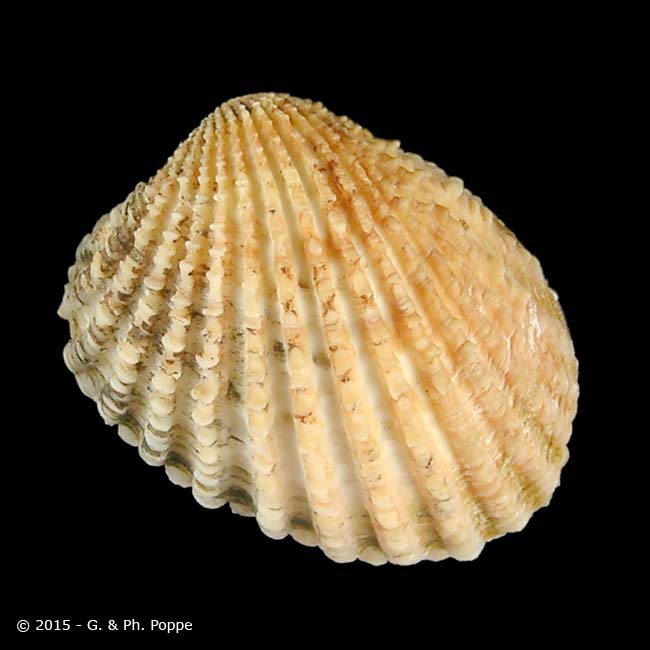 Shell Encyclopedia - Worms Details | Conchology | Conchology