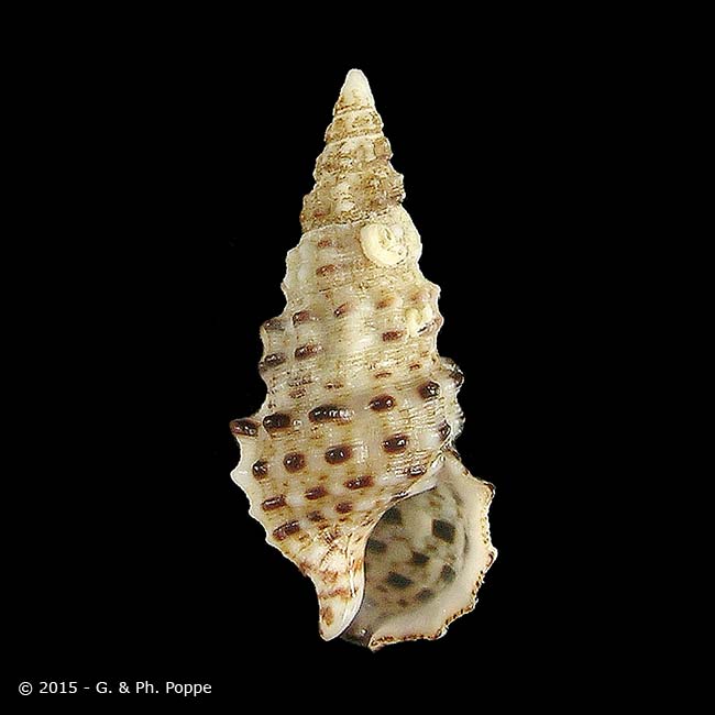 Shell Encyclopedia - Worms Details | Conchology | Conchology