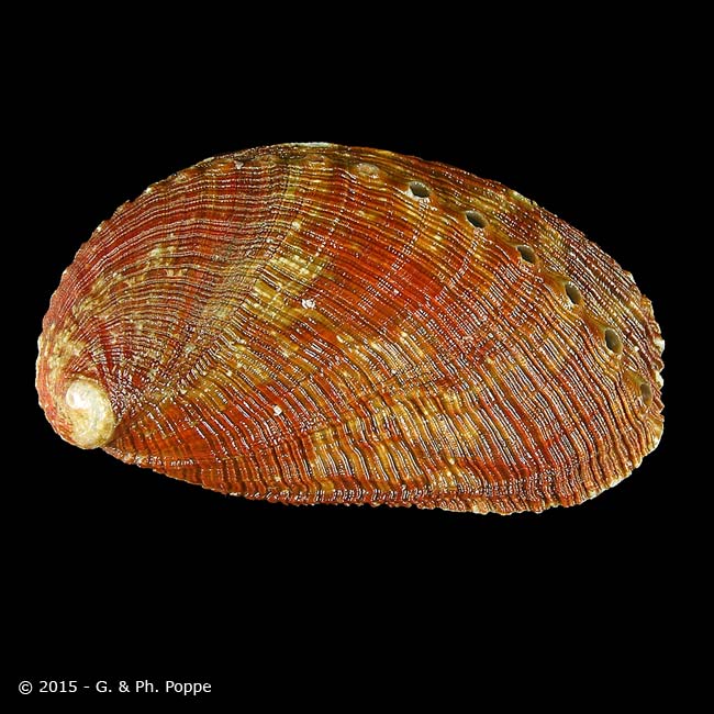 Shell Encyclopedia - Conchological MegaDatabase Iconographic Overview ...