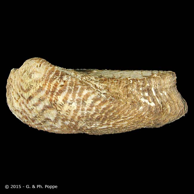 Shell Encyclopedia - Worms Details | Conchology | Conchology