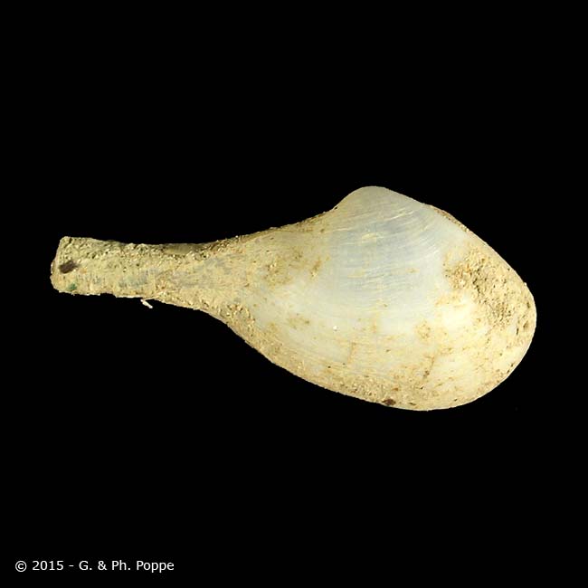 Shell Encyclopedia - Conchological MegaDatabase Iconographic Overview ...