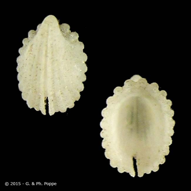 Shell Encyclopedia - Conchological MegaDatabase Iconographic Overview ...
