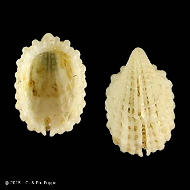 Shell Encyclopedia - Conchological MegaDatabase Iconographic Overview ...