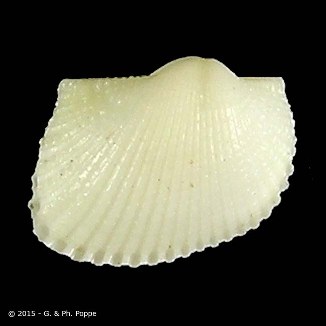 Shell Encyclopedia - Worms Details | Conchology | Conchology