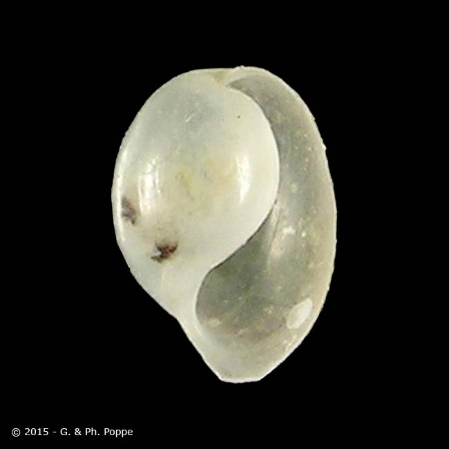 Shell Encyclopedia - Conchological MegaDatabase Iconographic Overview ...