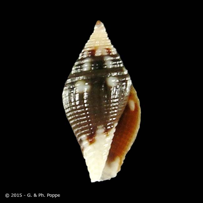 Shell Encyclopedia - Conchological MegaDatabase Iconographic Overview on Mollusks ...