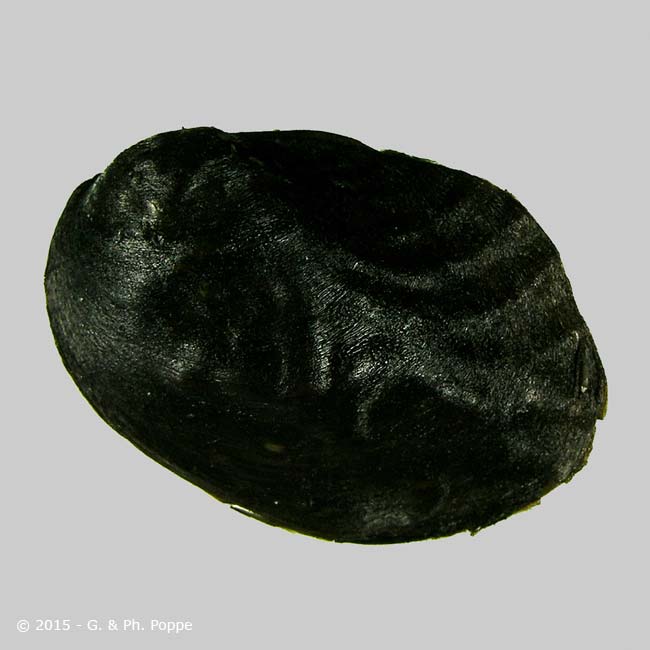 Shell Encyclopedia - Worms Details | Conchology | Conchology