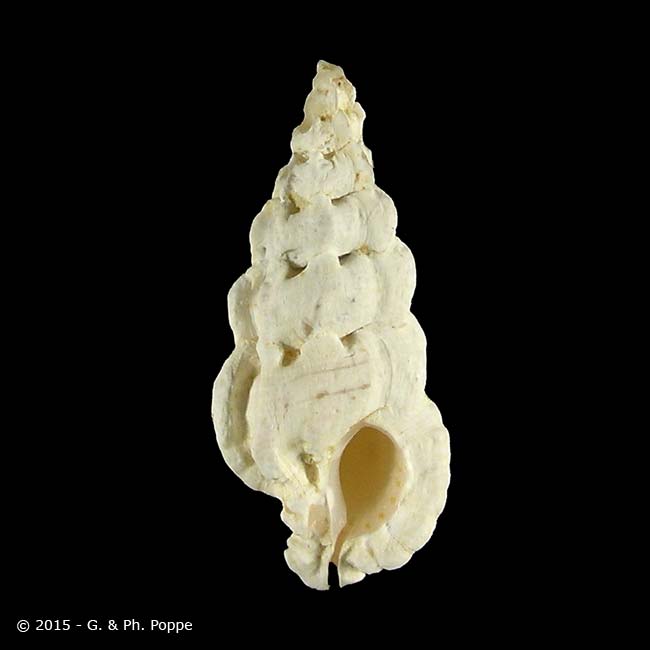 Shell Encyclopedia - Conchological MegaDatabase Iconographic Overview on Mollusks ...