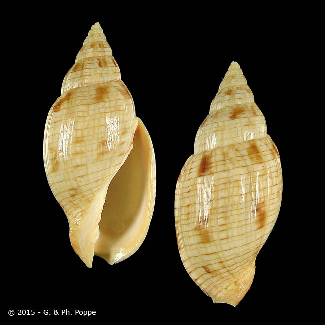 Shell Encyclopedia - Conchological MegaDatabase Iconographic Overview on Mollusks ...