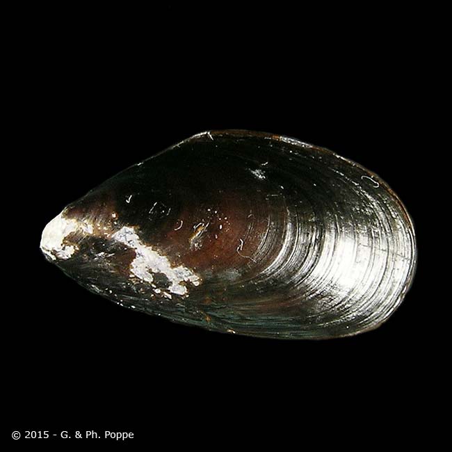 Shell Encyclopedia - Worms Details | Conchology | Conchology