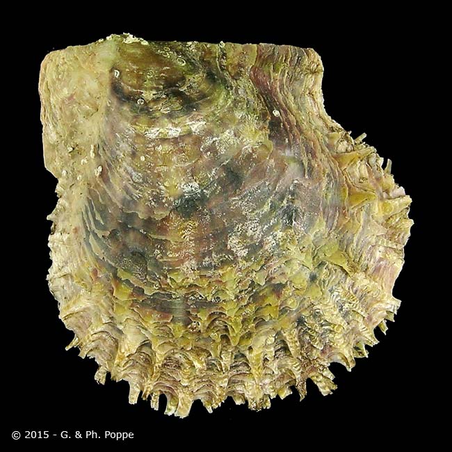 Pteriidae Pinctada Radiata Id 243192 Shell Detail « Shell