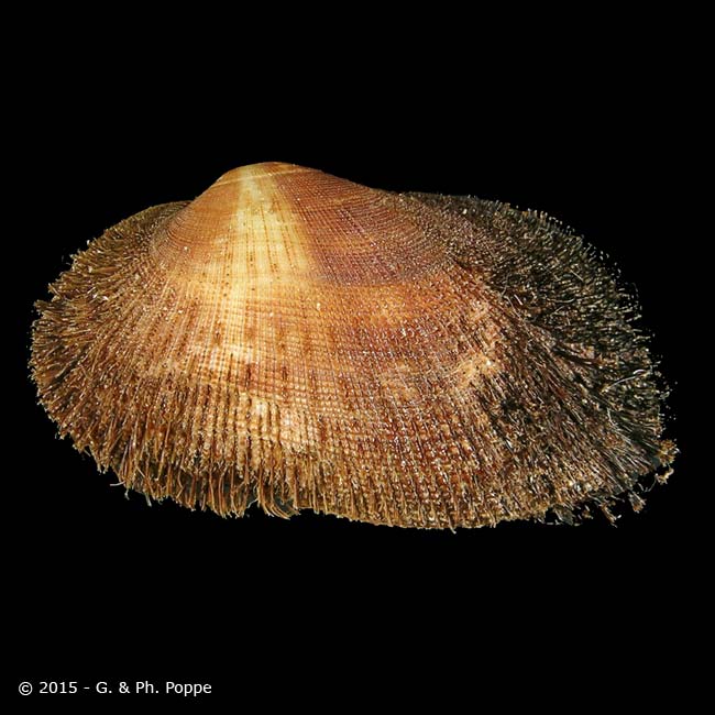 Shell Encyclopedia - Worms Details | Conchology | Conchology