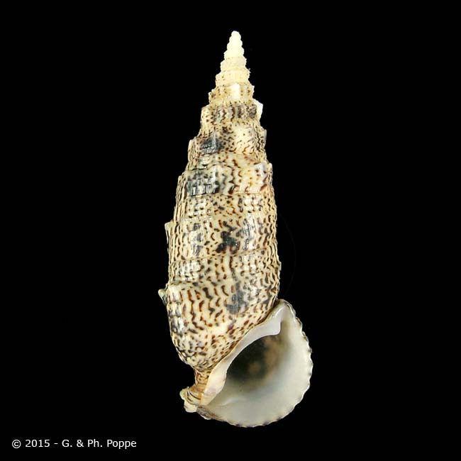 Shell Encyclopedia - Worms Details | Conchology | Conchology