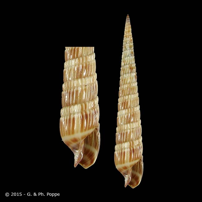 Shell Encyclopedia - Conchological MegaDatabase Iconographic Overview on Mollusks ...