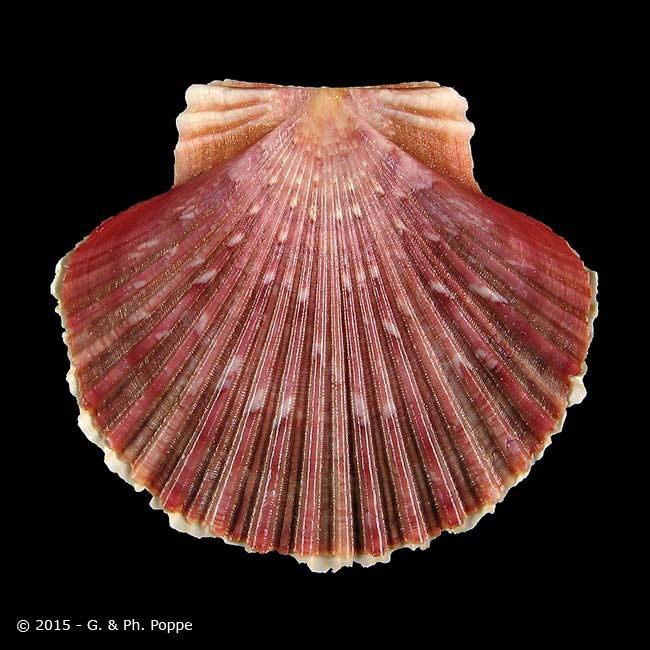 Shell Encyclopedia - Worms Details | Conchology | Conchology