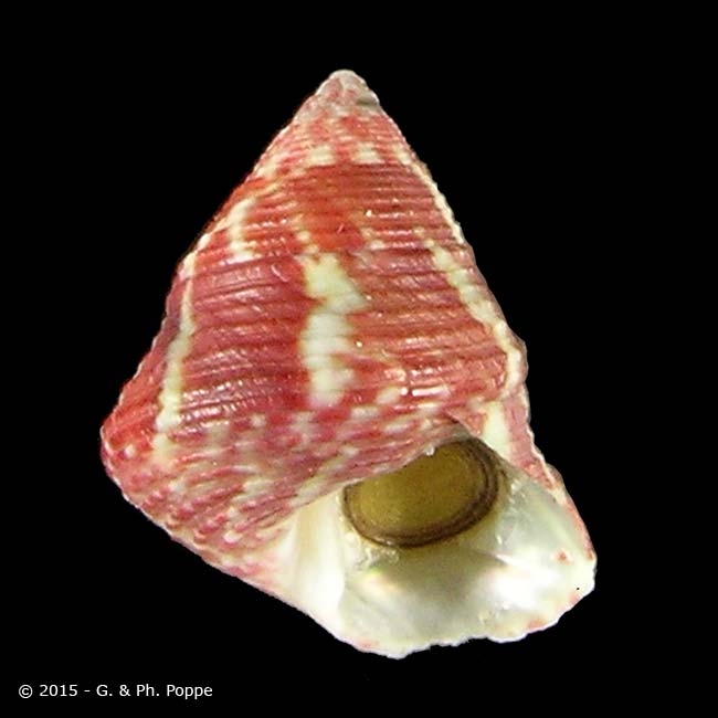 Shell Encyclopedia - Conchological MegaDatabase Iconographic Overview ...