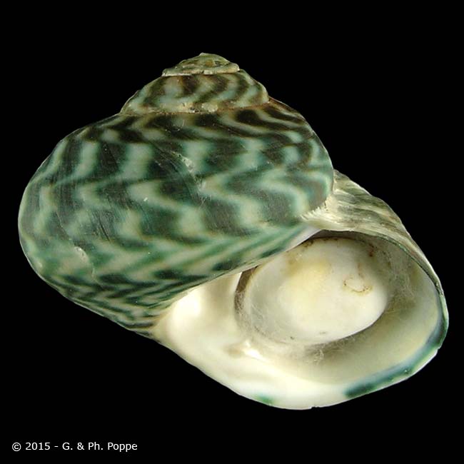 TURBINIDAE » Turbo undulatus , ID:275950 , Shell Detail « Shell ...